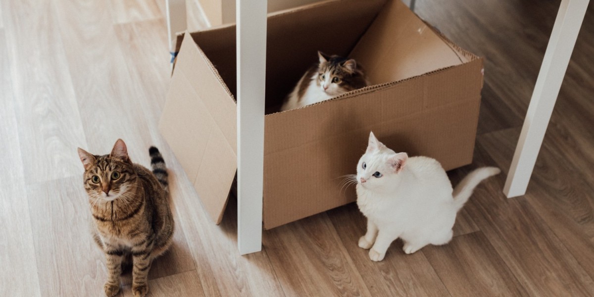 12 Tips For Moving Pets With Less Stress